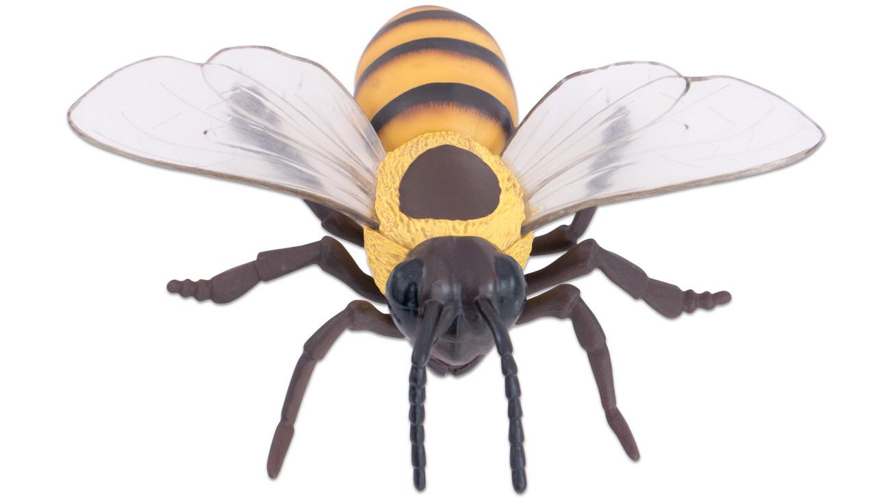 Honigbiene Modell - betzold.at